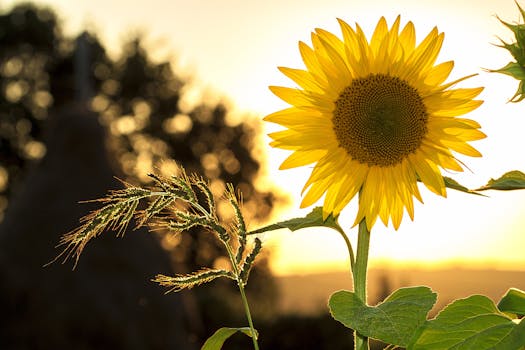 The Surprising Connection Between Sunshine and Your Energy Levels ...