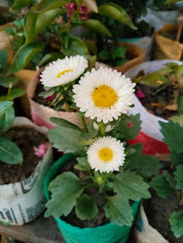 Mastering the Perfect Salt Water Ratio for Your Neti Pot Usage - Your ...