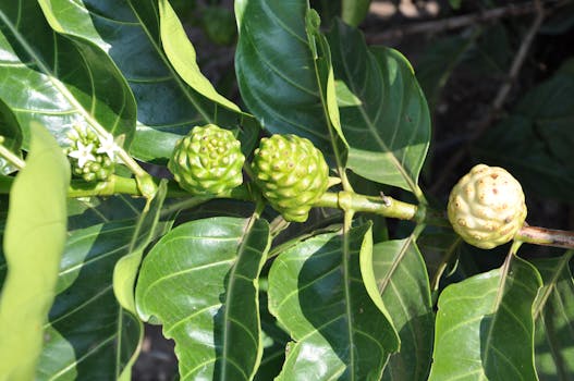 Discover the Amazing Health Benefits of Monk Fruit and Lo Han Monk ...