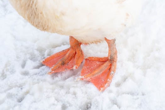 Understanding the Causes of Cold Feet and Hands: Is It a Health Concern ...